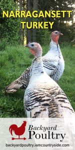Narragansett Turkey - Breed Profile - Backyard Poultry